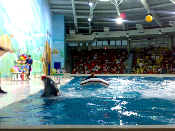 Dolphin Bay Atlantis Tickets | Swim with Dolphins in Dubai