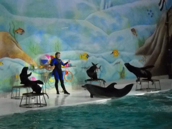 Dolphin Bay Atlantis Tickets | Swim with Dolphins in Dubai